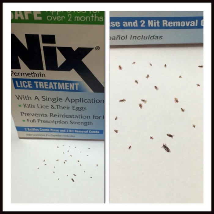 In the News: Our Lice Response in The Baltimore Sun - MD Lice Control